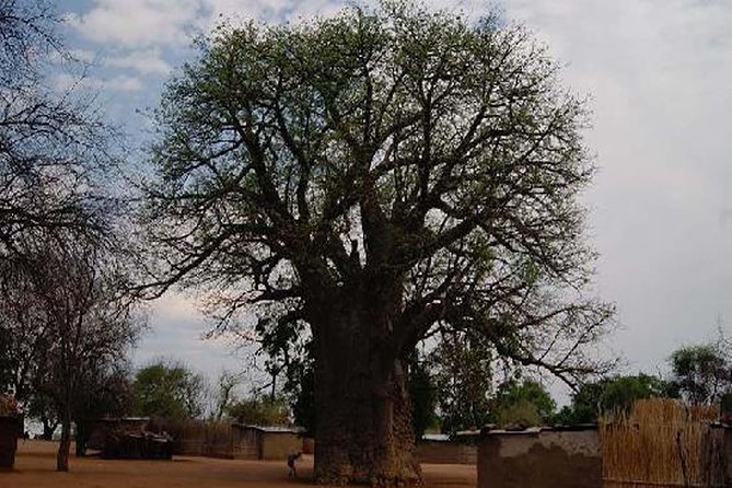 Chobe National Park and Impalila Island Day Tour from Victoria Falls ...